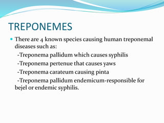 Spirochaeta pallidum | PPTX | Infectious Diseases | Diseases and Conditions