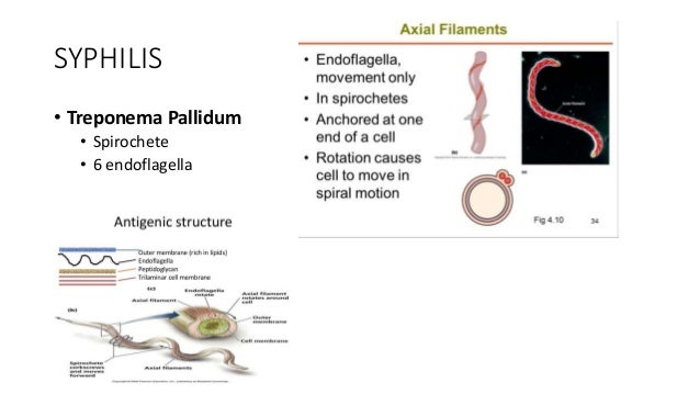 Spirochaete microbiology revision notes