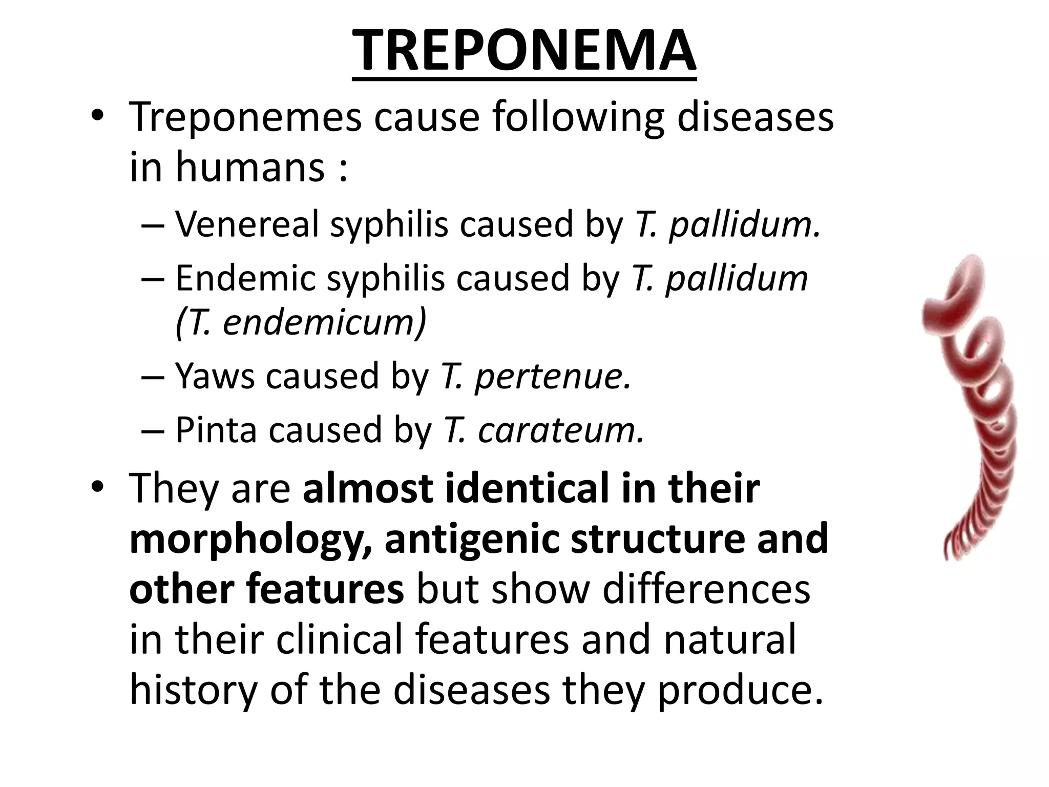 Treponema pallidum | PPTX