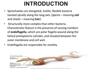 Treponema Pallidum Structure