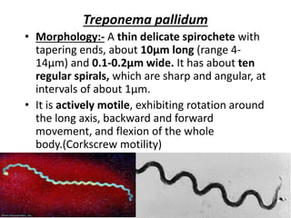 Treponema Pallidum