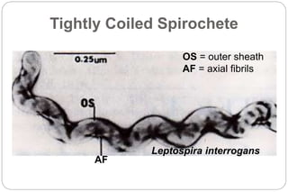 Spirochaetes | PPTX