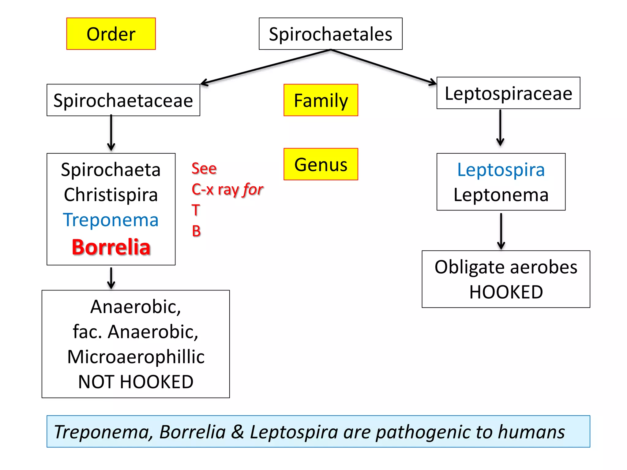Spirochaetes treponema, borrelia & leptospira | PPTX
