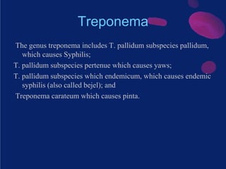 Spirochataceae | PPTX | Infectious Diseases | Diseases and Conditions