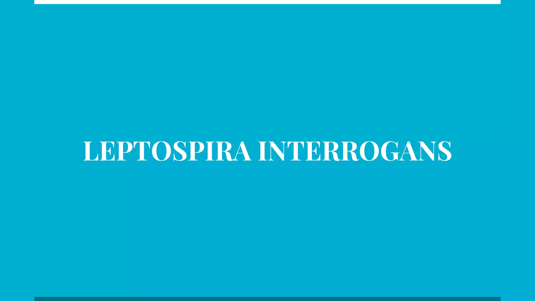 Spirochete.pptx | Infectious Diseases | Diseases and Conditions