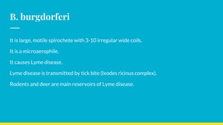 Spirochete.pptx