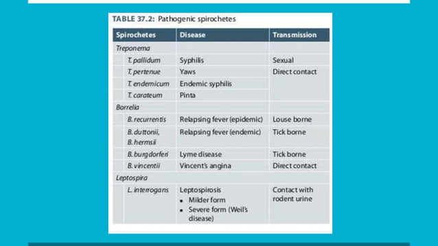 Spirochete.pptx | Infectious Diseases | Diseases and Conditions