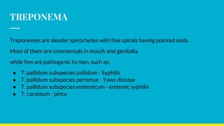 Spirochete.pptx