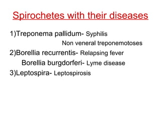 Spirochetes | PPT