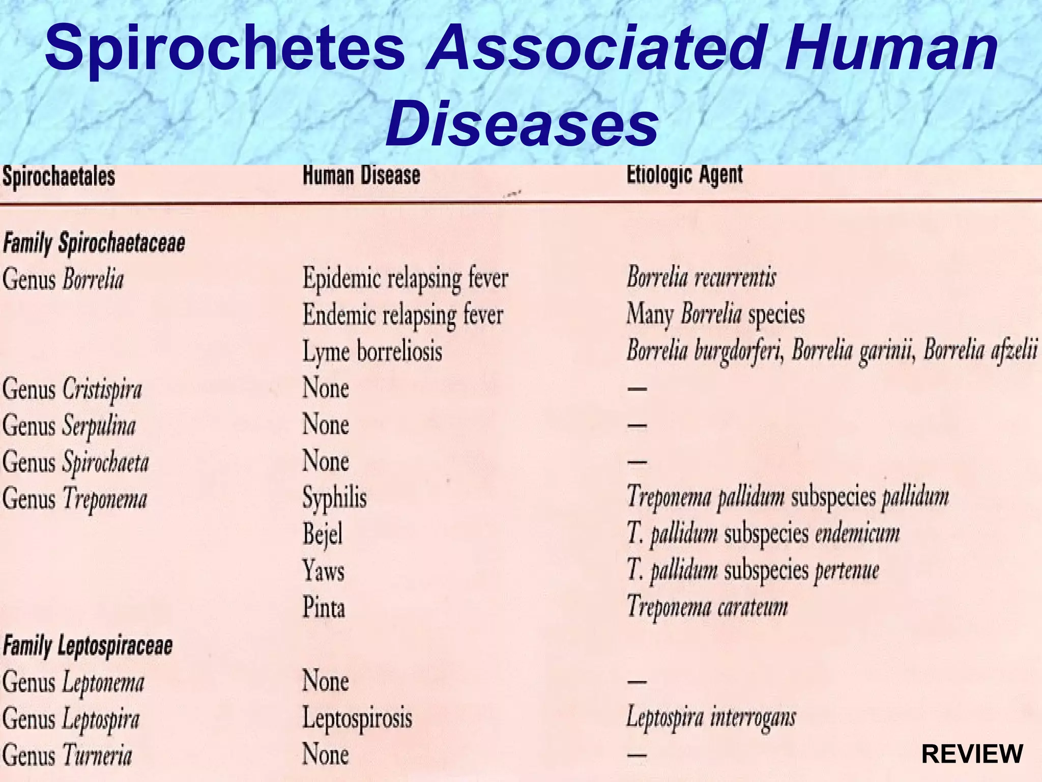 Spirochetes | PPT