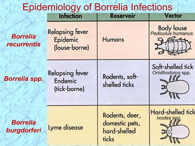 Spirochetes | PPT | Infectious Diseases | Diseases and Conditions