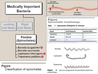 Spirochetes | PPT