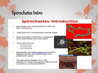 Spirochetes | PPTX