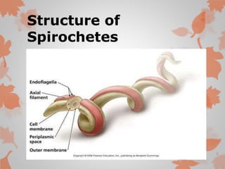 Spirochetes | PPTX
