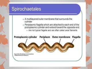 Spirochetes | PPTX
