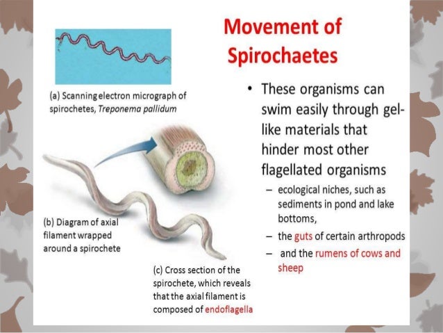 Spirochetes