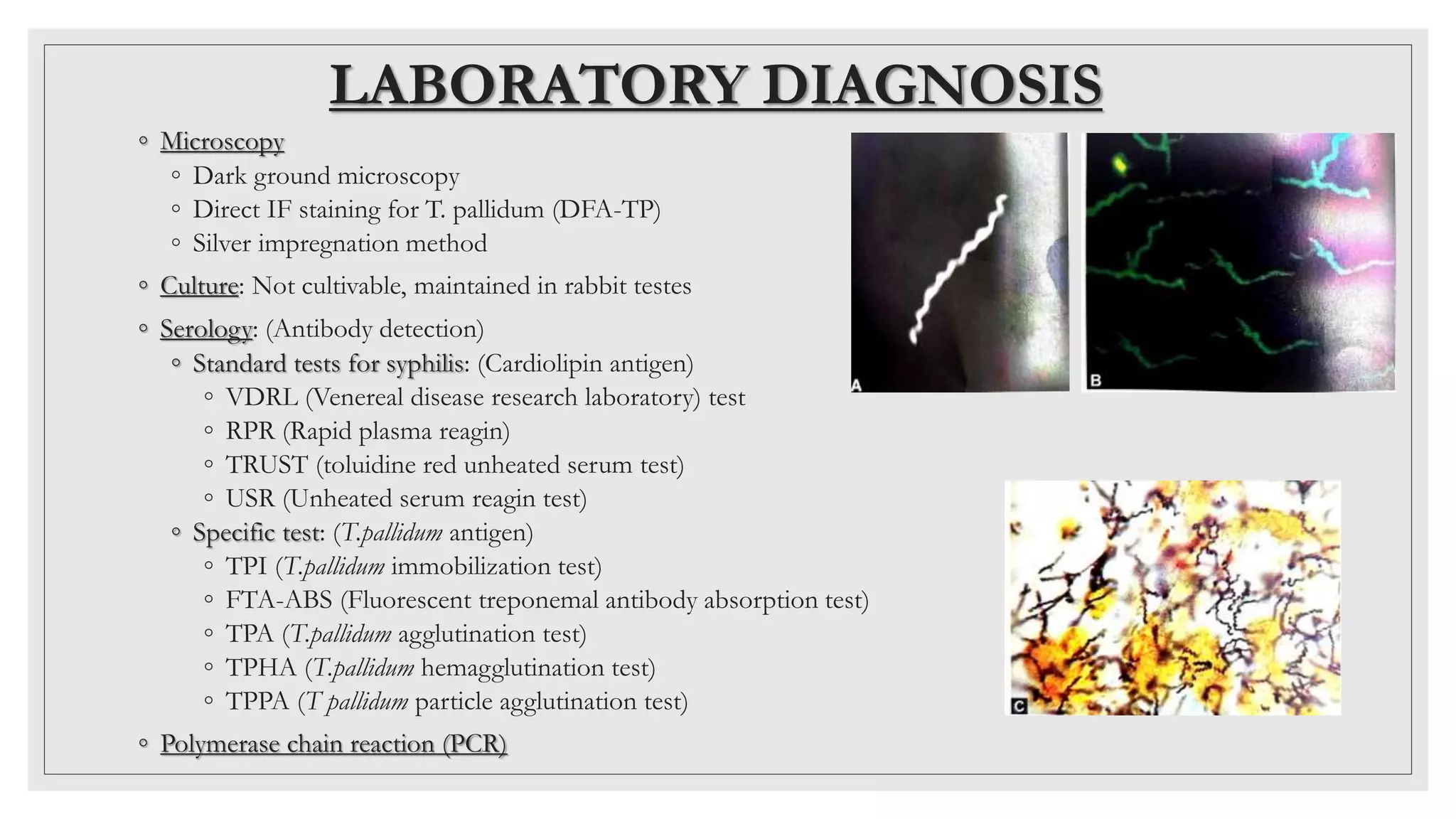 Spirochetes | PPTX | Infectious Diseases | Diseases and Conditions