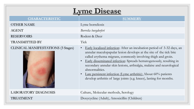 Spirochetes | PPTX | Infectious Diseases | Diseases and Conditions