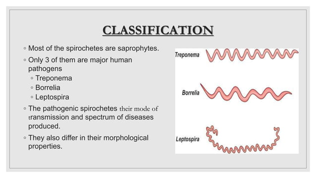 Spirochetes | PPTX | Infectious Diseases | Diseases and Conditions