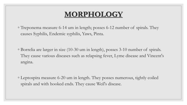 Spirochetes | PPTX | Infectious Diseases | Diseases and Conditions