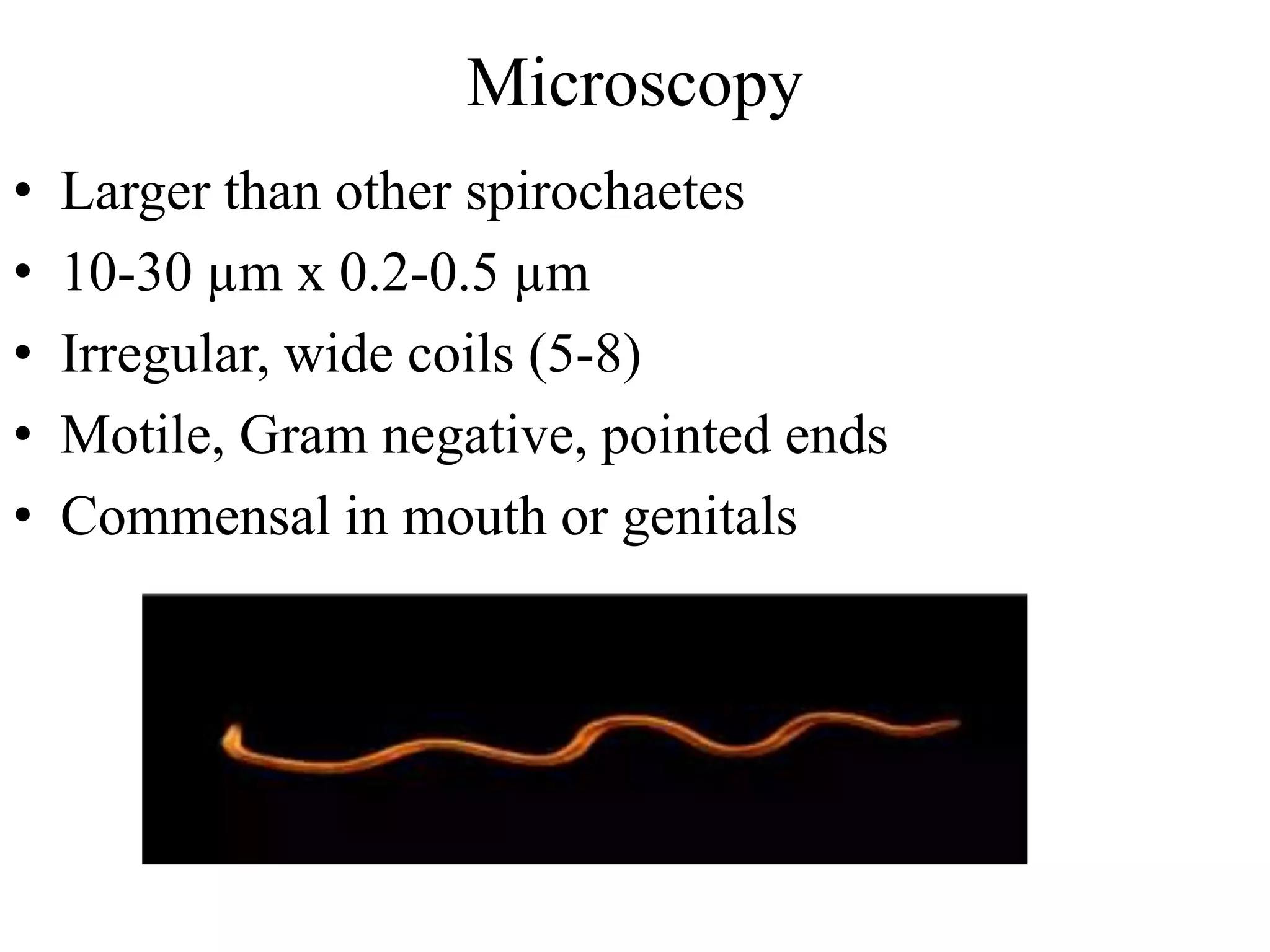Spirochetes.pptx