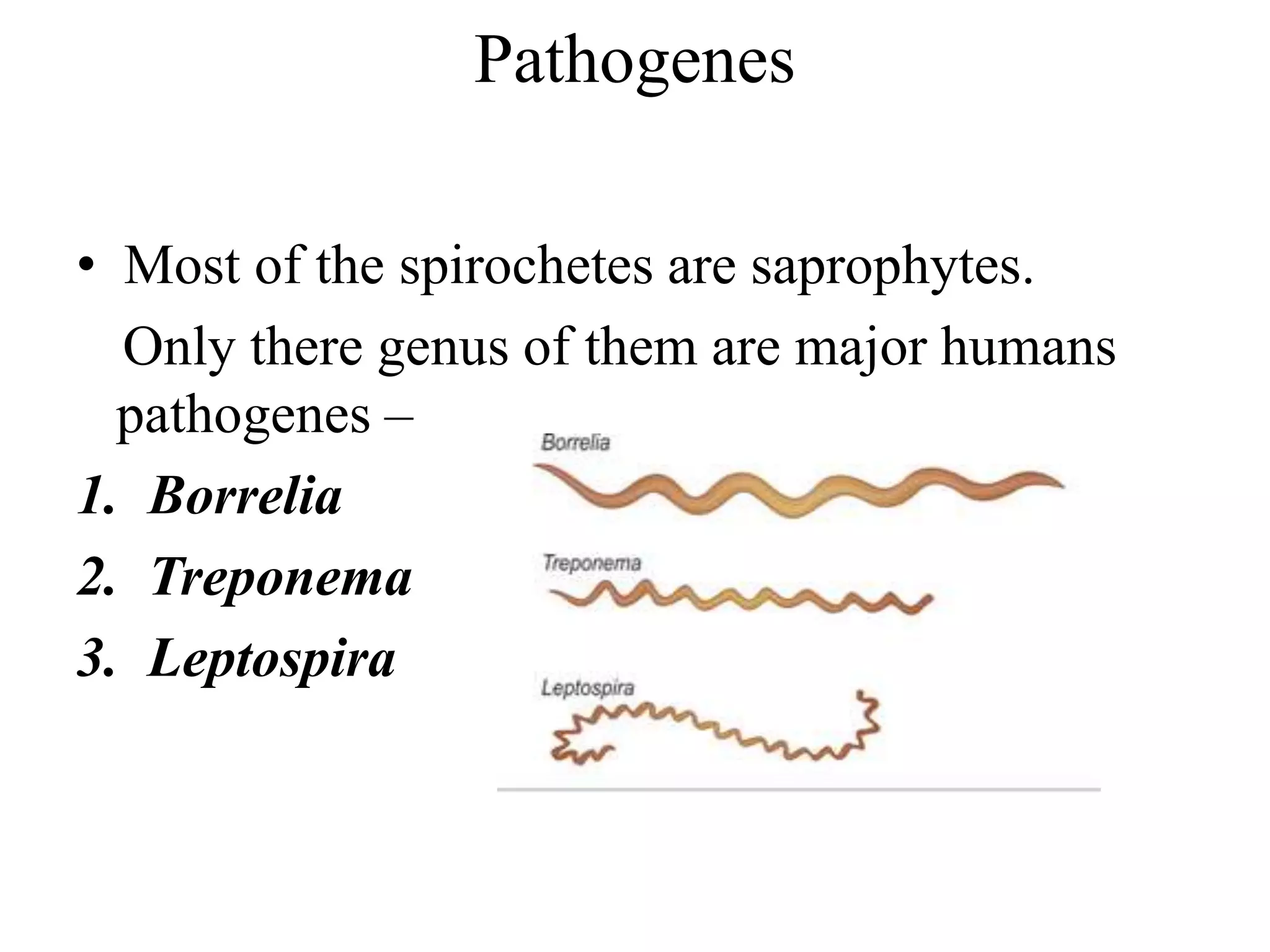 Spirochetes.pptx