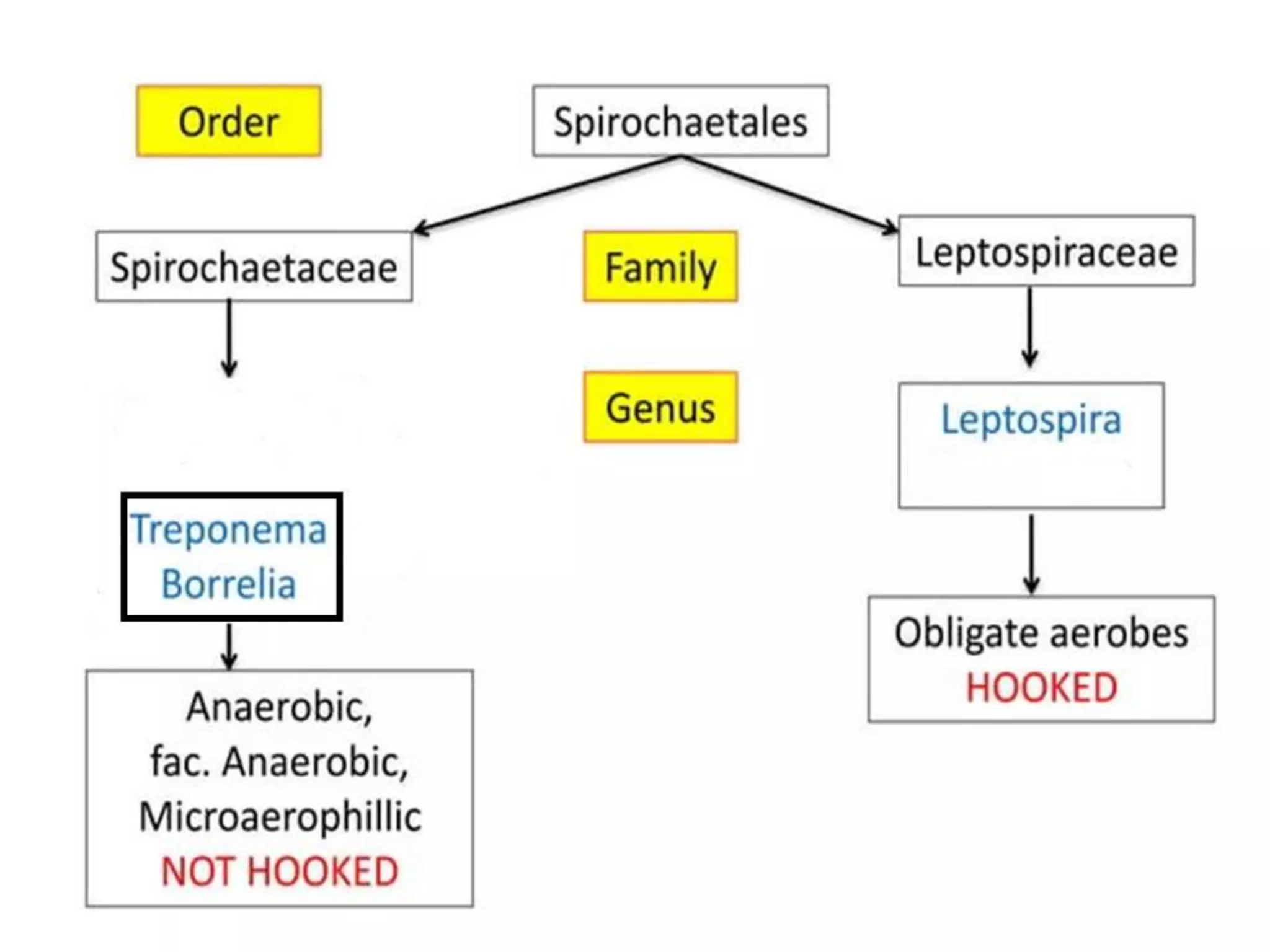 Spirochetes.pptx