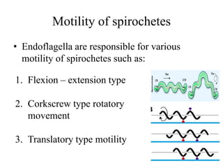 Spirochetes.pptx