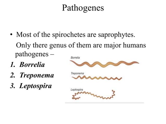 Spirochetes.pptx