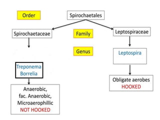 Spirochetes.pptx