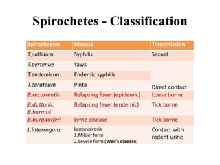 Spirochetes.pptx