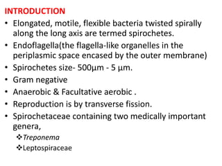 SPIROCHETEs AND THE INFECTION OF YHE HUMAN | PPT