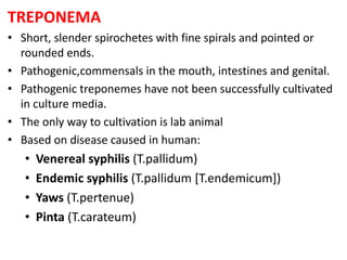 SPIROCHETEs AND THE INFECTION OF YHE HUMAN | PPT