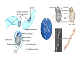 SPIROCHETEs AND THE INFECTION OF YHE HUMAN | PPT