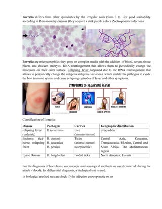 spirochetes microbiology presentation.docx