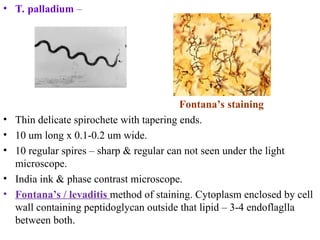 Spirochetes, morphology, cultural characteristics and lab diagnosis.ppt