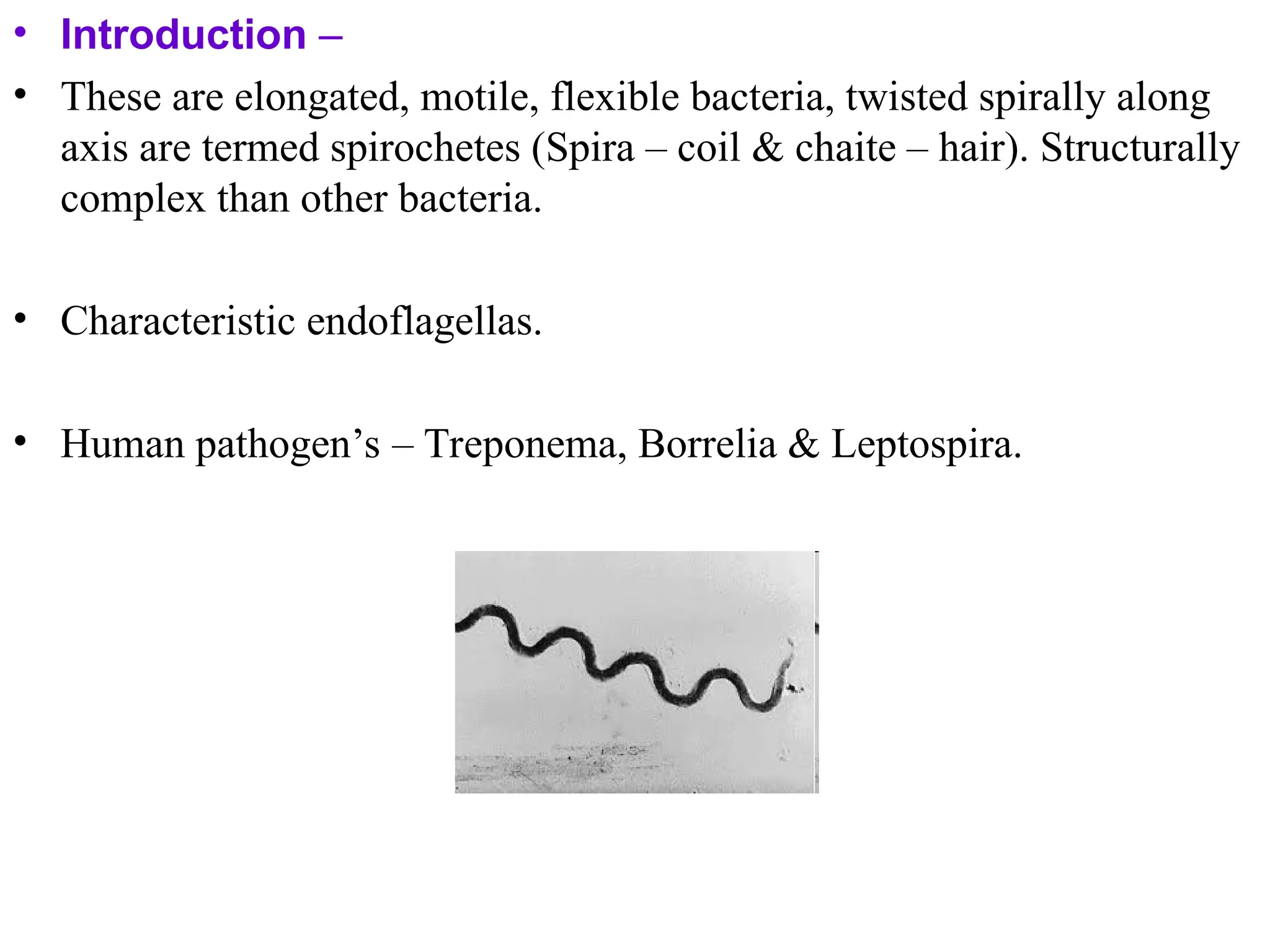 Spirochetes its morphology, identification (1).ppt