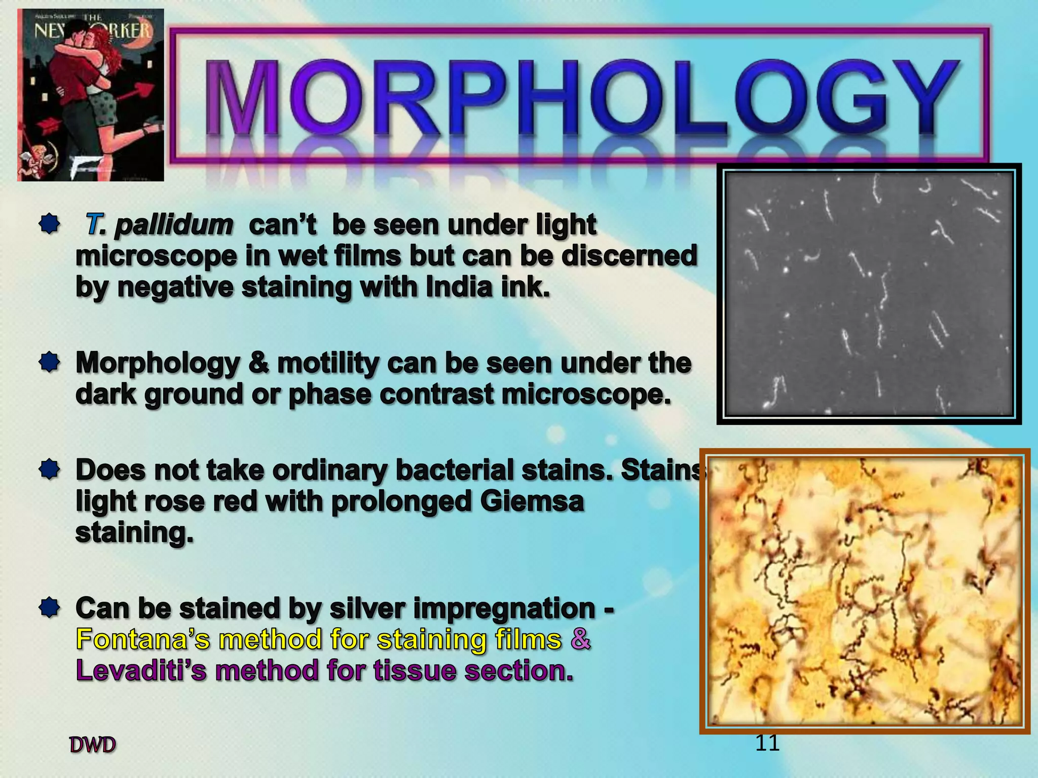 Spirochetes (treponema pallidum 1) | PPTX