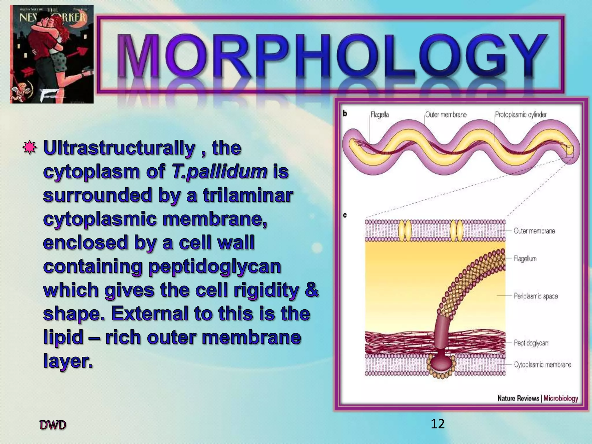 Spirochetes (treponema pallidum 1) | PPTX