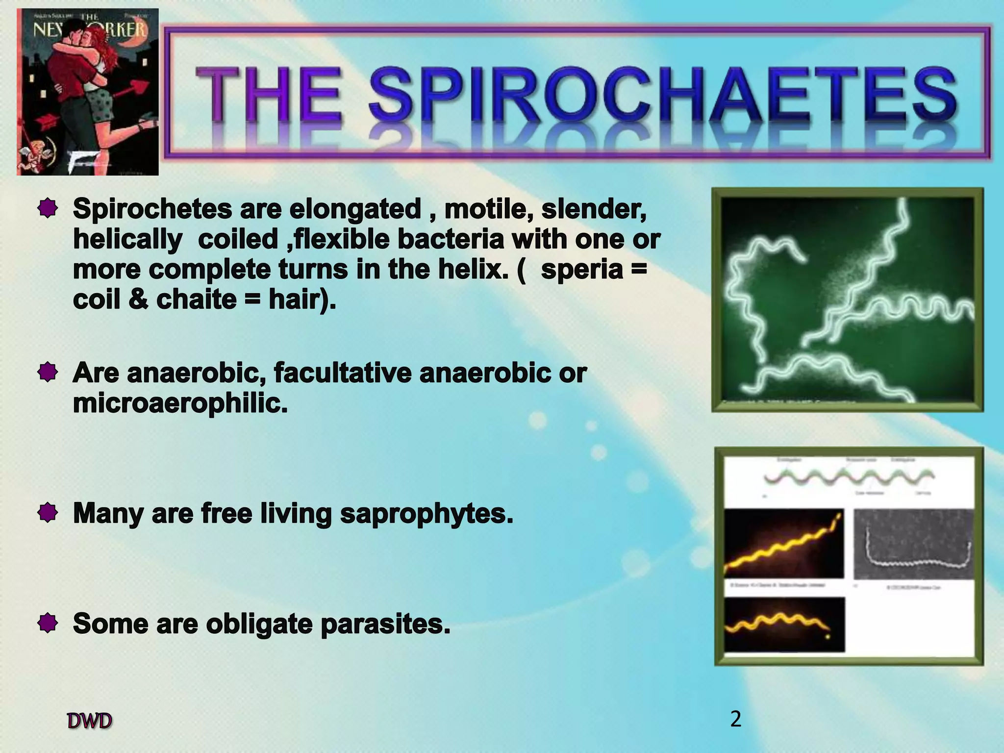 Spirochetes (treponema pallidum 1) | PPTX