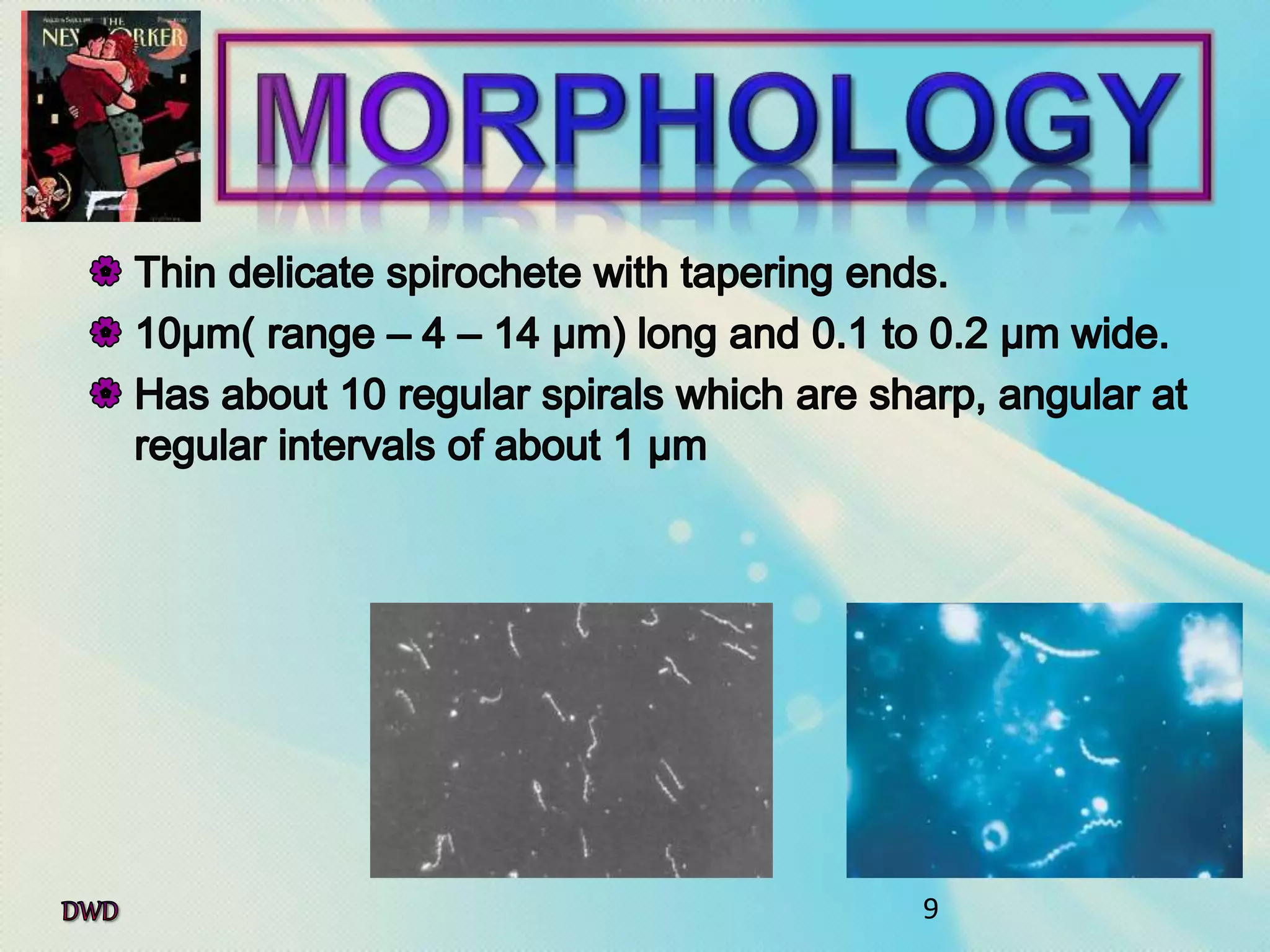 Spirochetes (treponema pallidum 1) | PPTX