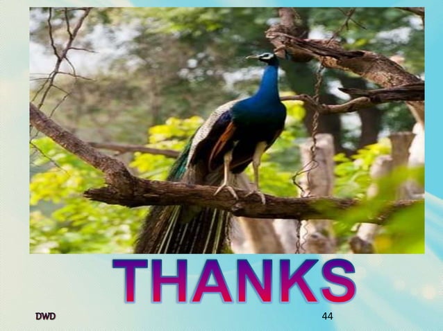 Spirochetes (treponema pallidum 1) | PPTX