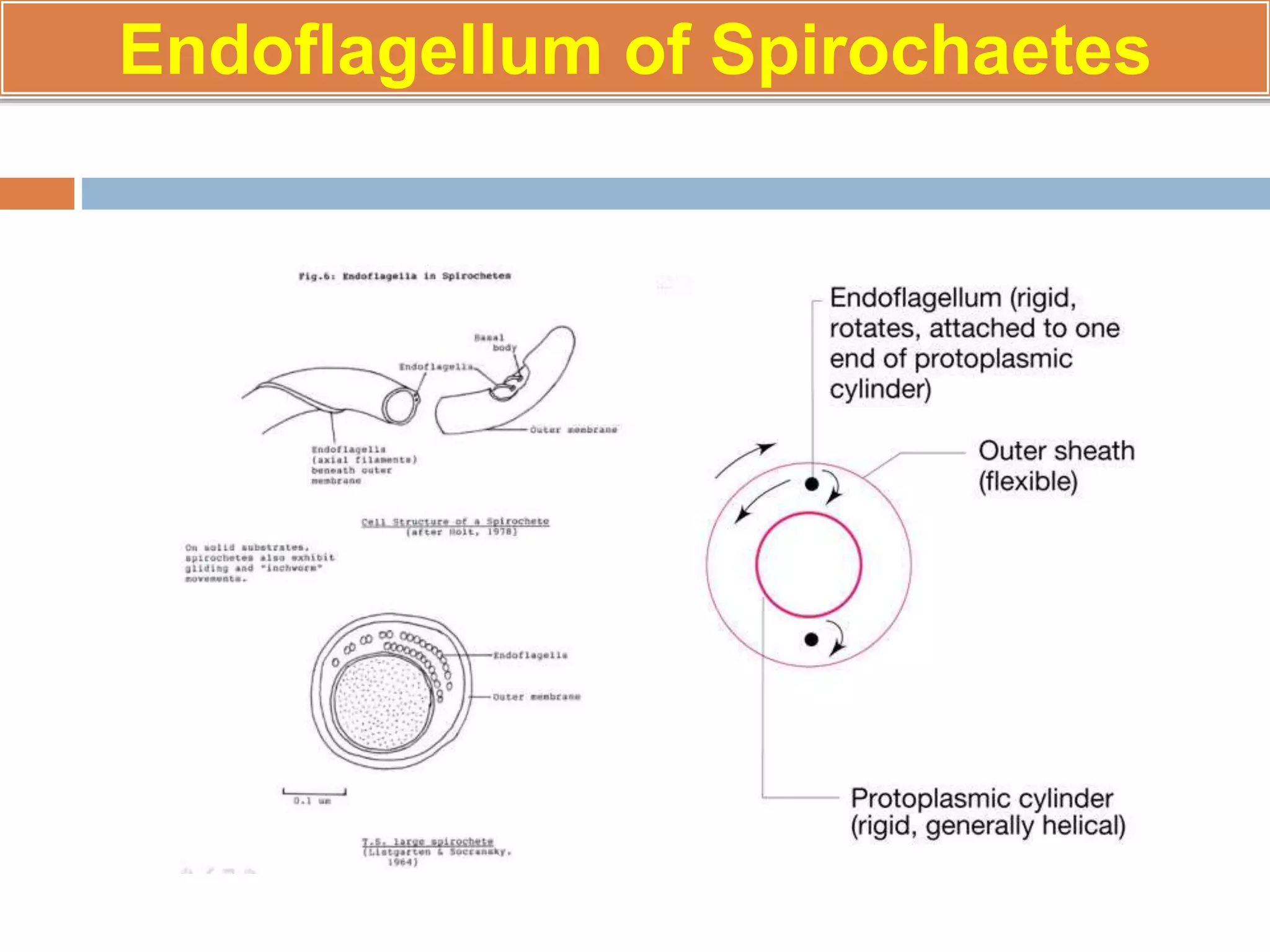 Spirochete (Treponema and Borrelia) | PPT