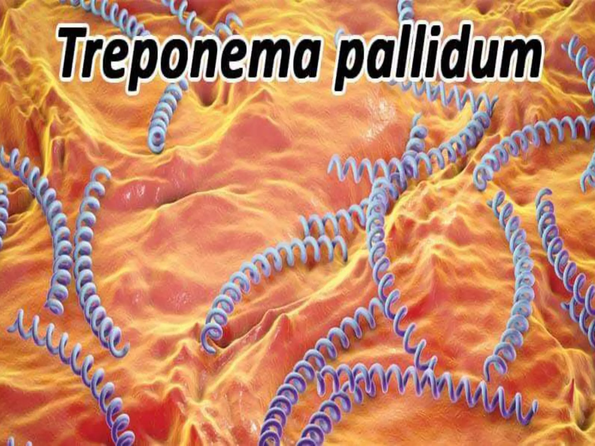 Spirochete (Treponema and Borrelia) | PPTX