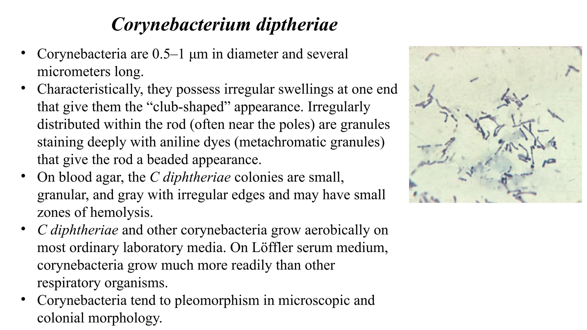 Spirochete_Treponema and Corynebacterium dyptheriae.pptx