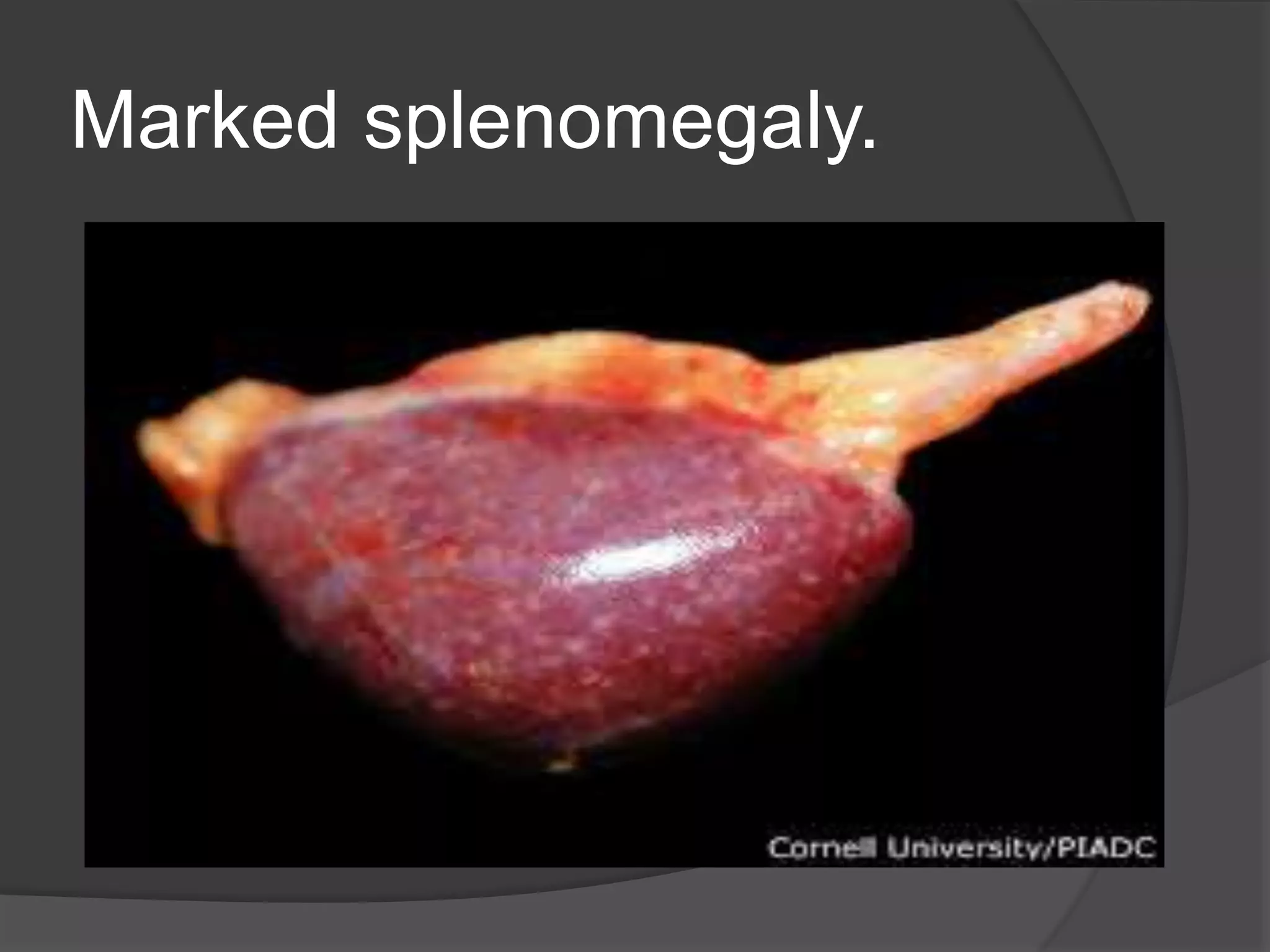 Spirochetosis | PPTX