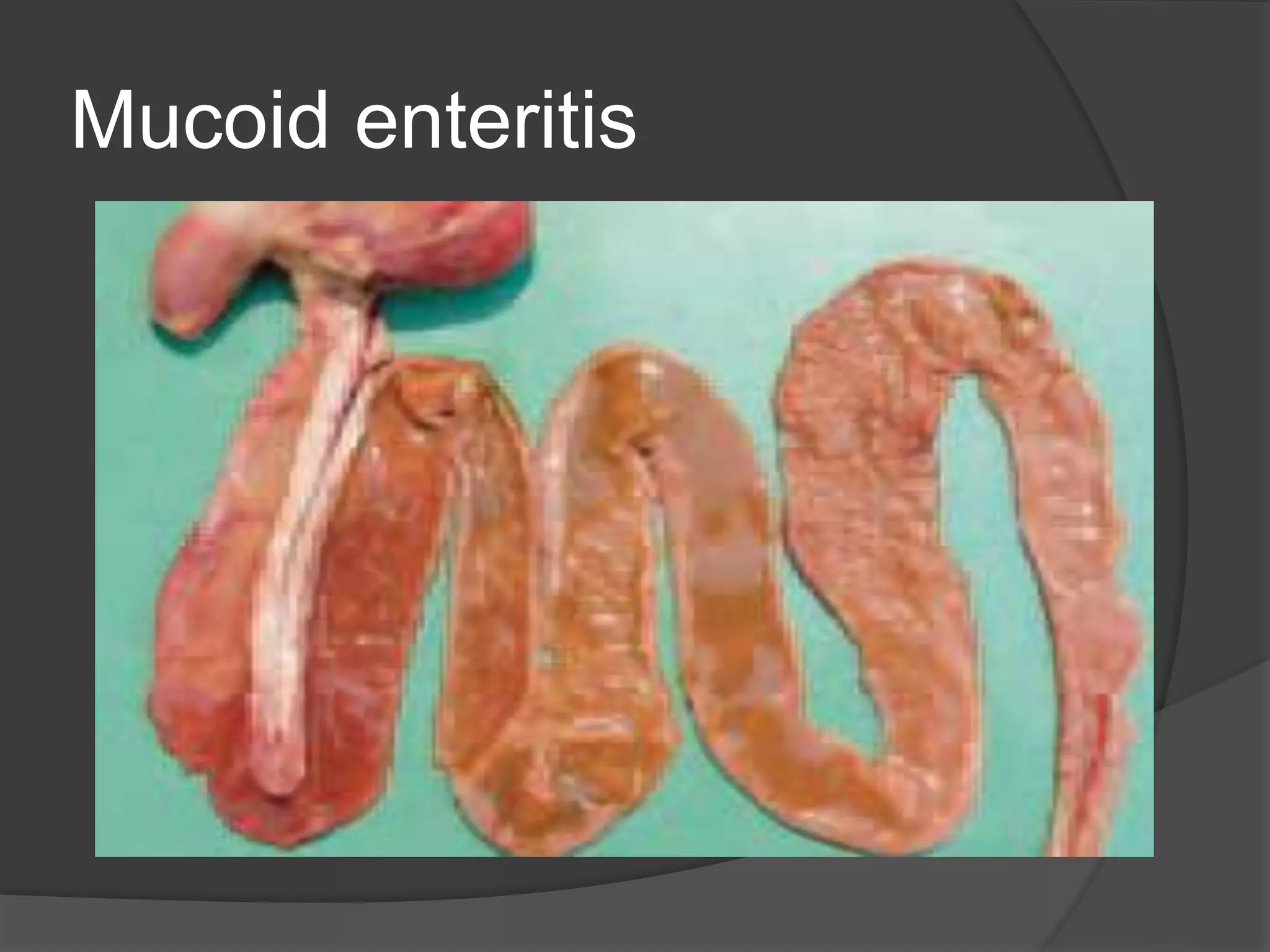 Spirochetosis | PPTX