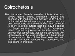 Spirochetosis | PPTX