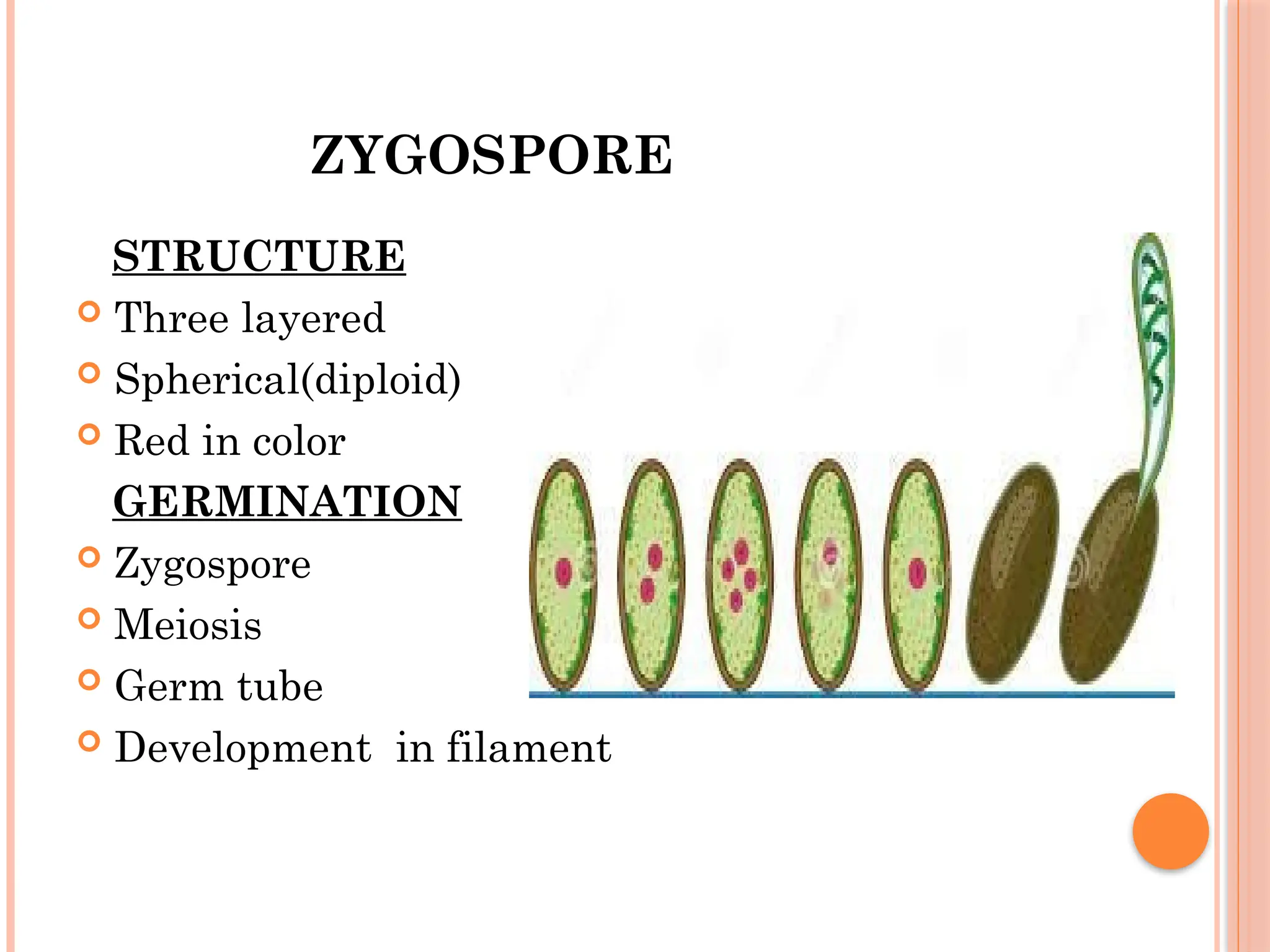spirogyra (from diversity of plants).... | PPTX