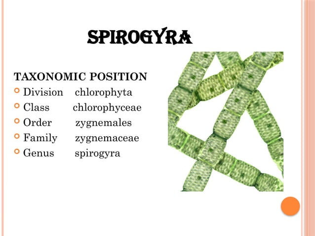 spirogyra (from diversity of plants).... | PPTX
